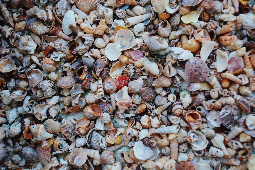 Mediterranean Seashell Mix: Tiny Craft Shells for Mosaic Coastal Decor ...