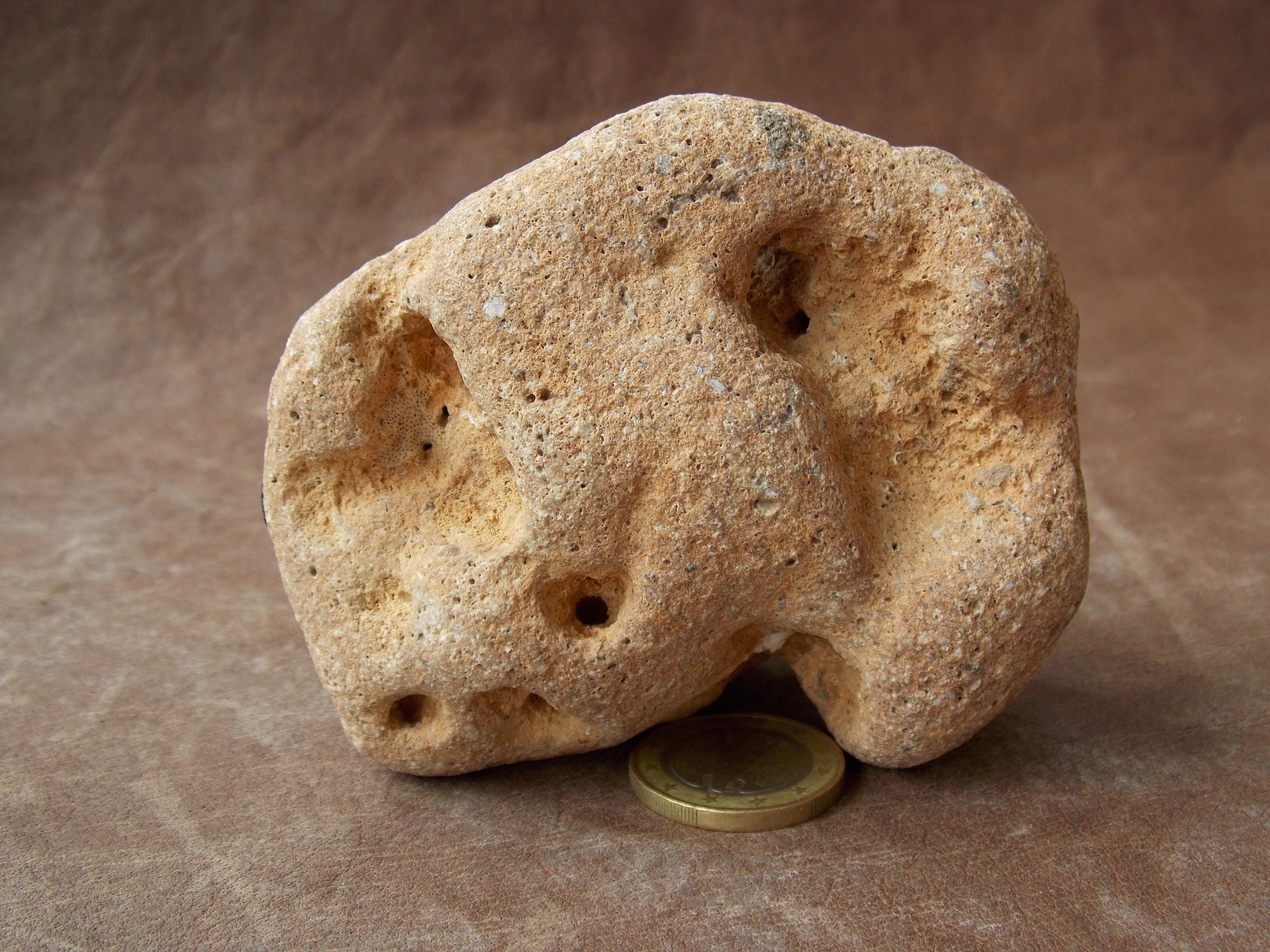 Natural Limestone With Holes Decorative Sea Rock Stone Big | Etsy