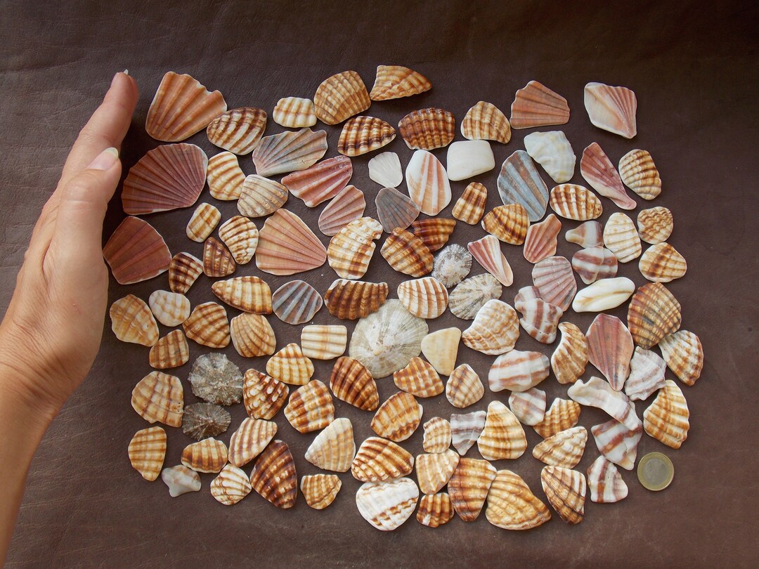 Surf Tumbled Shell Fragments: Coastal Craft Shells, Beach Decor - Etsy
