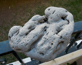 Natural Limestone Rock Large Fish Stone With Holes Decorative Surf ...