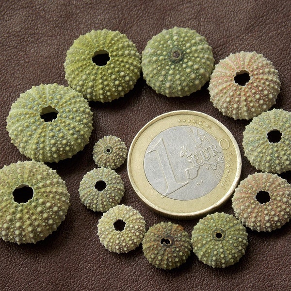 Sea Urchin Shells - Etsy