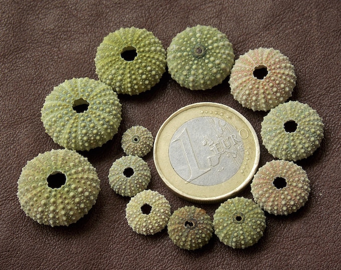 Bulk 35 Tiny & Small Natural Sea Urchin Shells Tiny Air Plant Holder ...