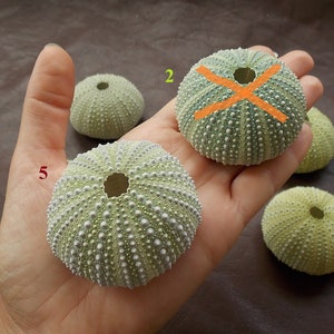 Wunderschöne große natürliche Seeigelschale Luftpflanzenhalter 5,5cm ...