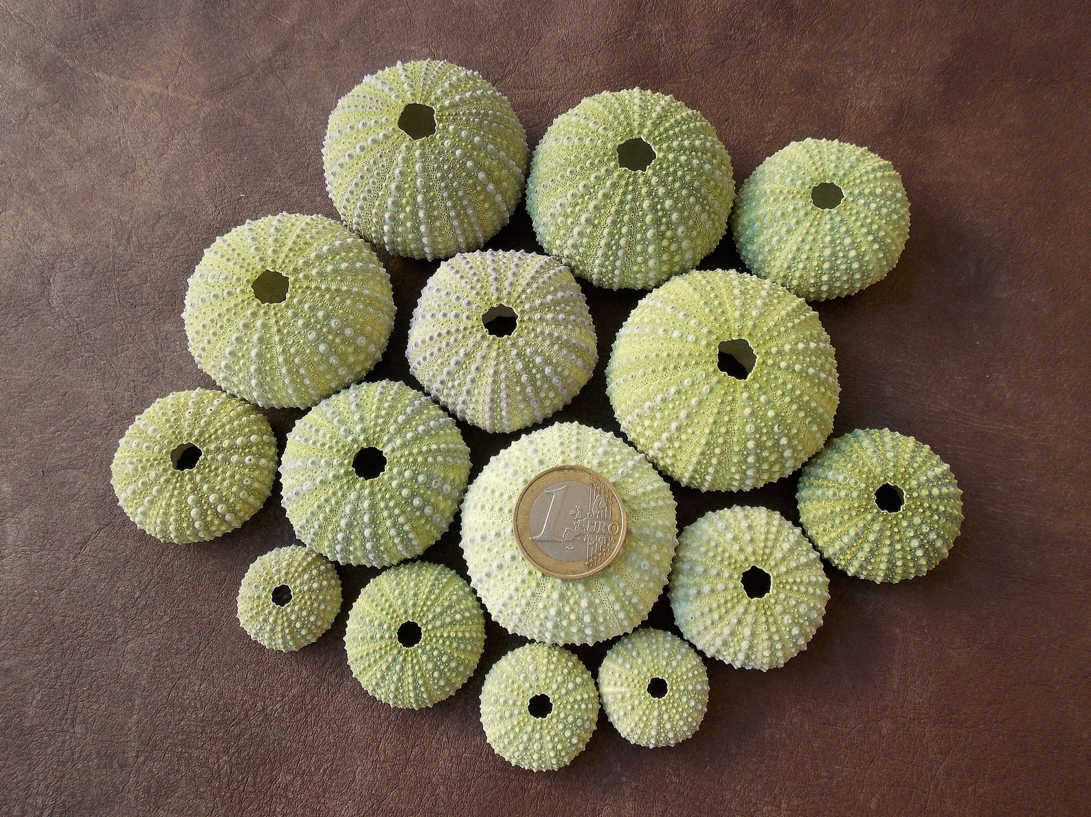 Bulk 15 Beautiful Green Sea Urchin Shells Air Plant Holder - Etsy