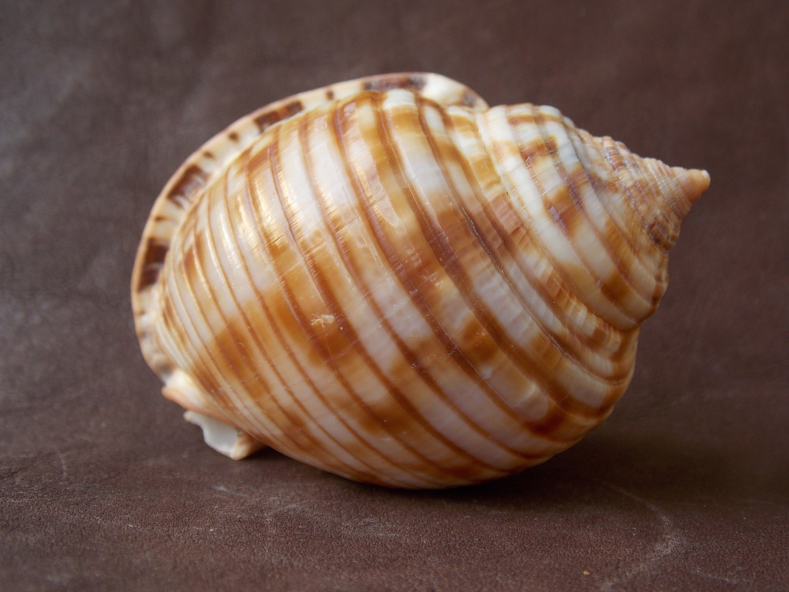 Scotch Bonnet shell. Big natural seashell. Helmet Snail shell. | Etsy