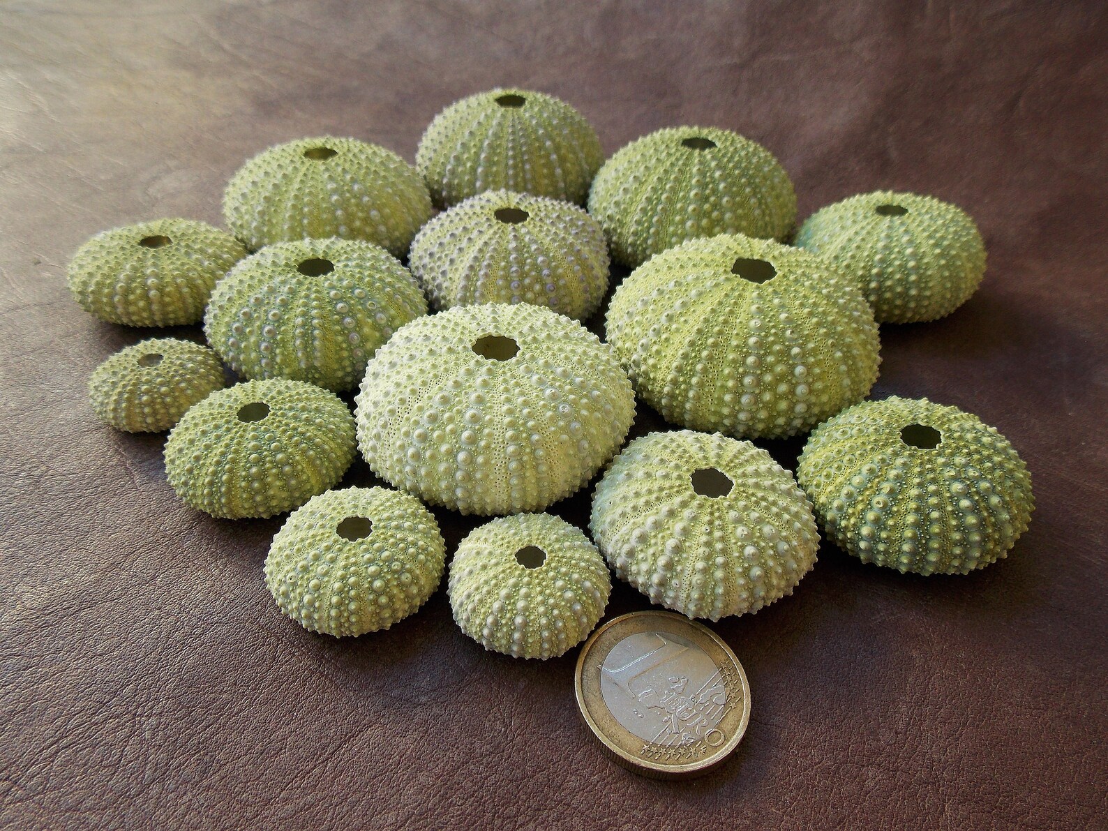 Bulk 15 Beautiful Green Sea Urchin Shells Air Plant Holder - Etsy