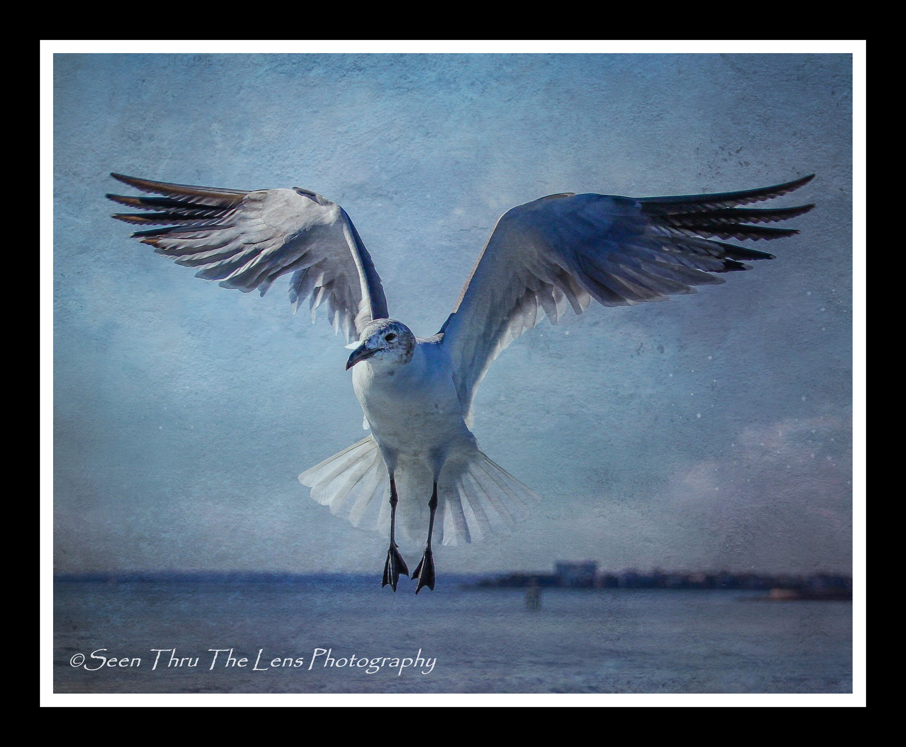 Gull in Flight Photographic Print | Etsy