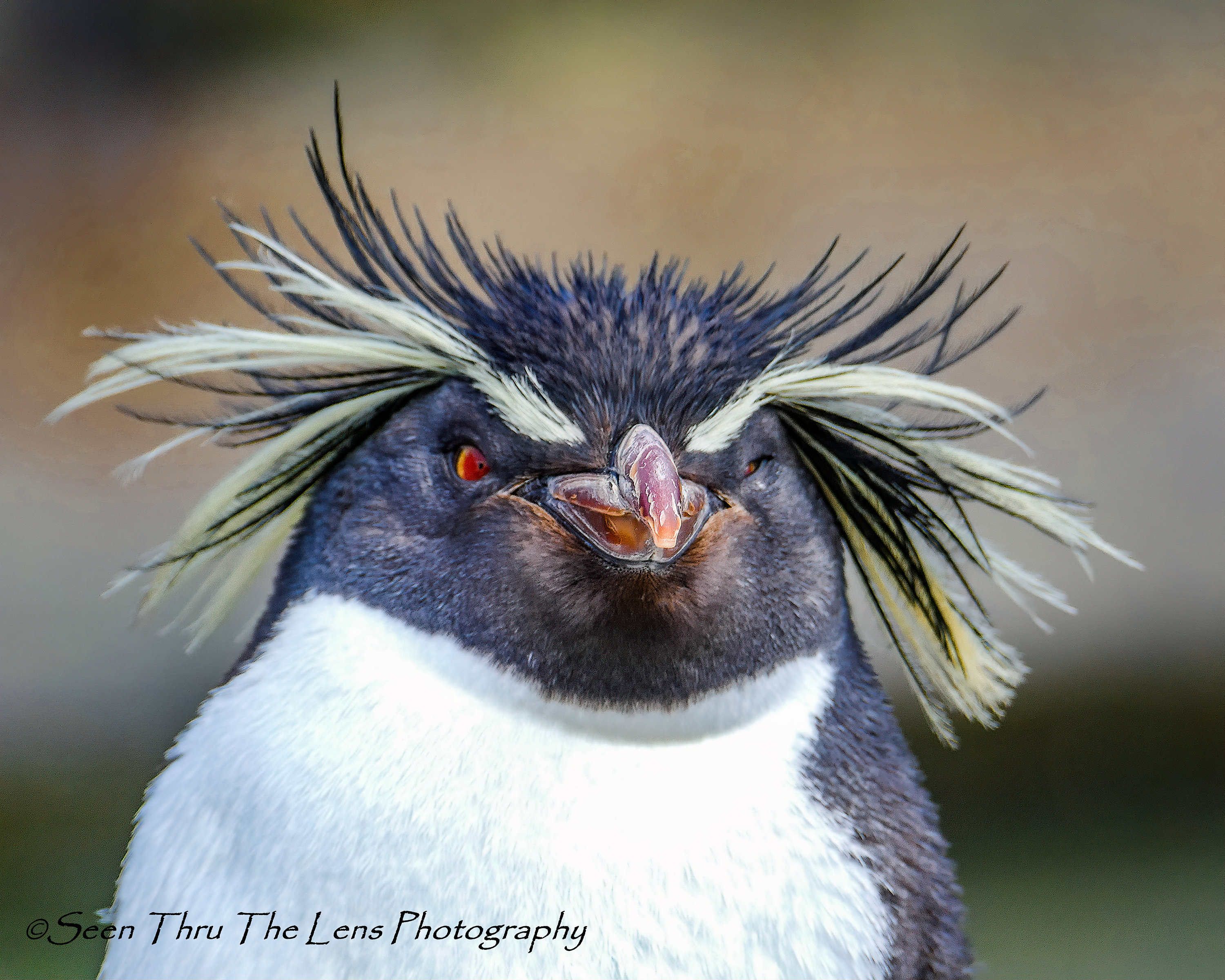 Northern Rockhopper Penguin Photographic Print Etsy northern-rockhopper-penguin-photographic-print-etsy