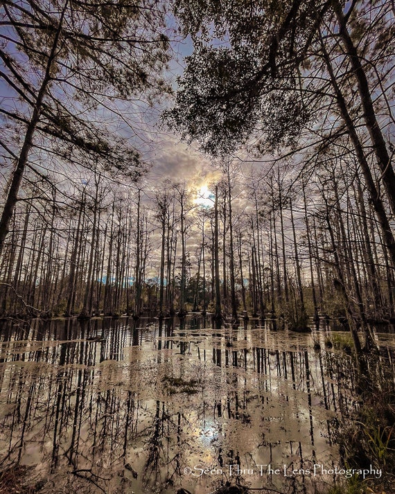 Blackwater Swamp Photographic Print | Etsy