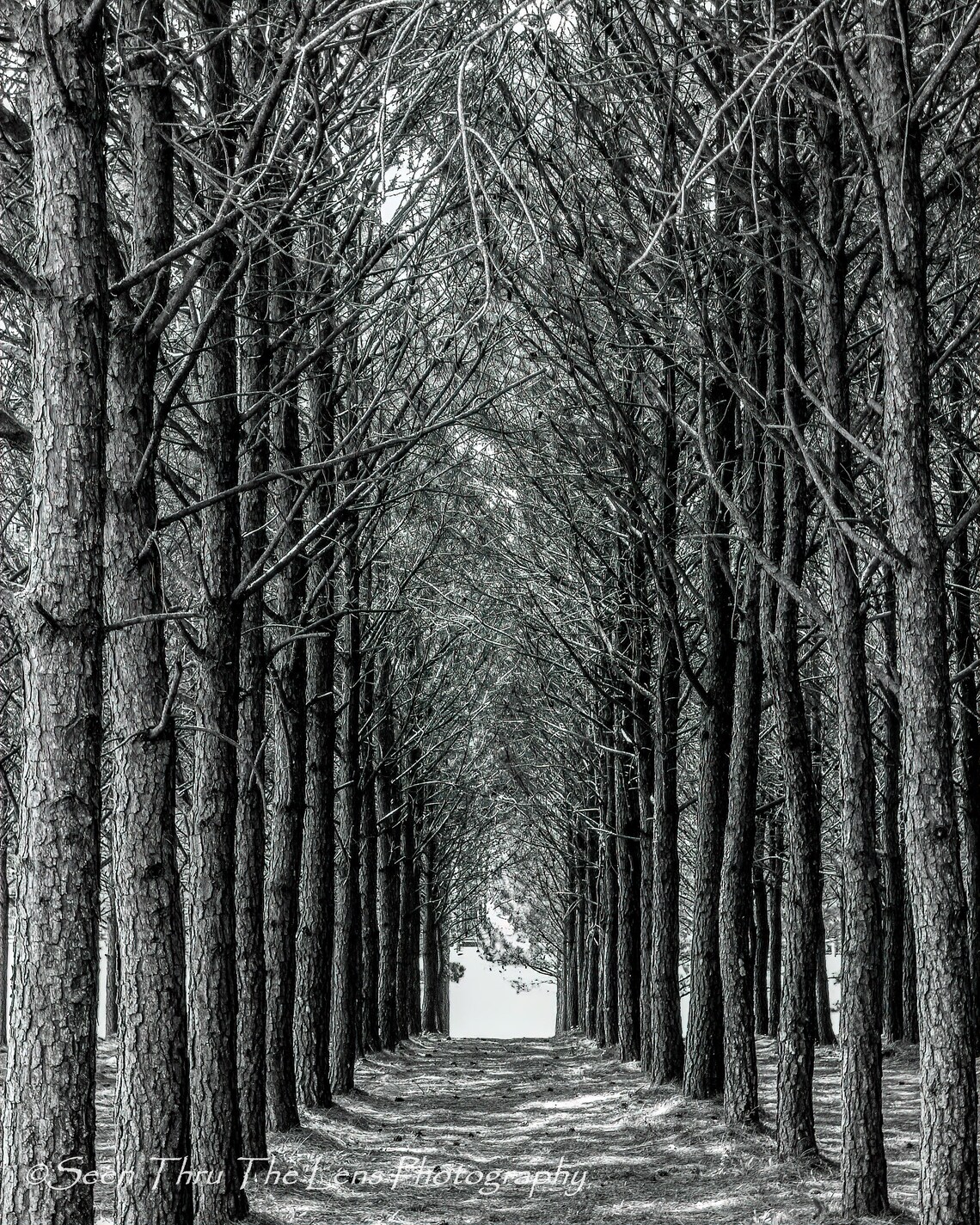 Tree Symmetry Photographic Print - Etsy