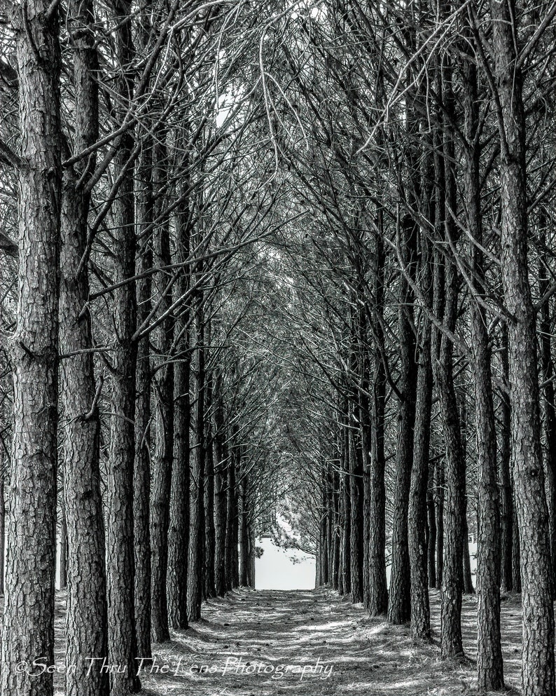 Tree Symmetry Photographic Print - Etsy