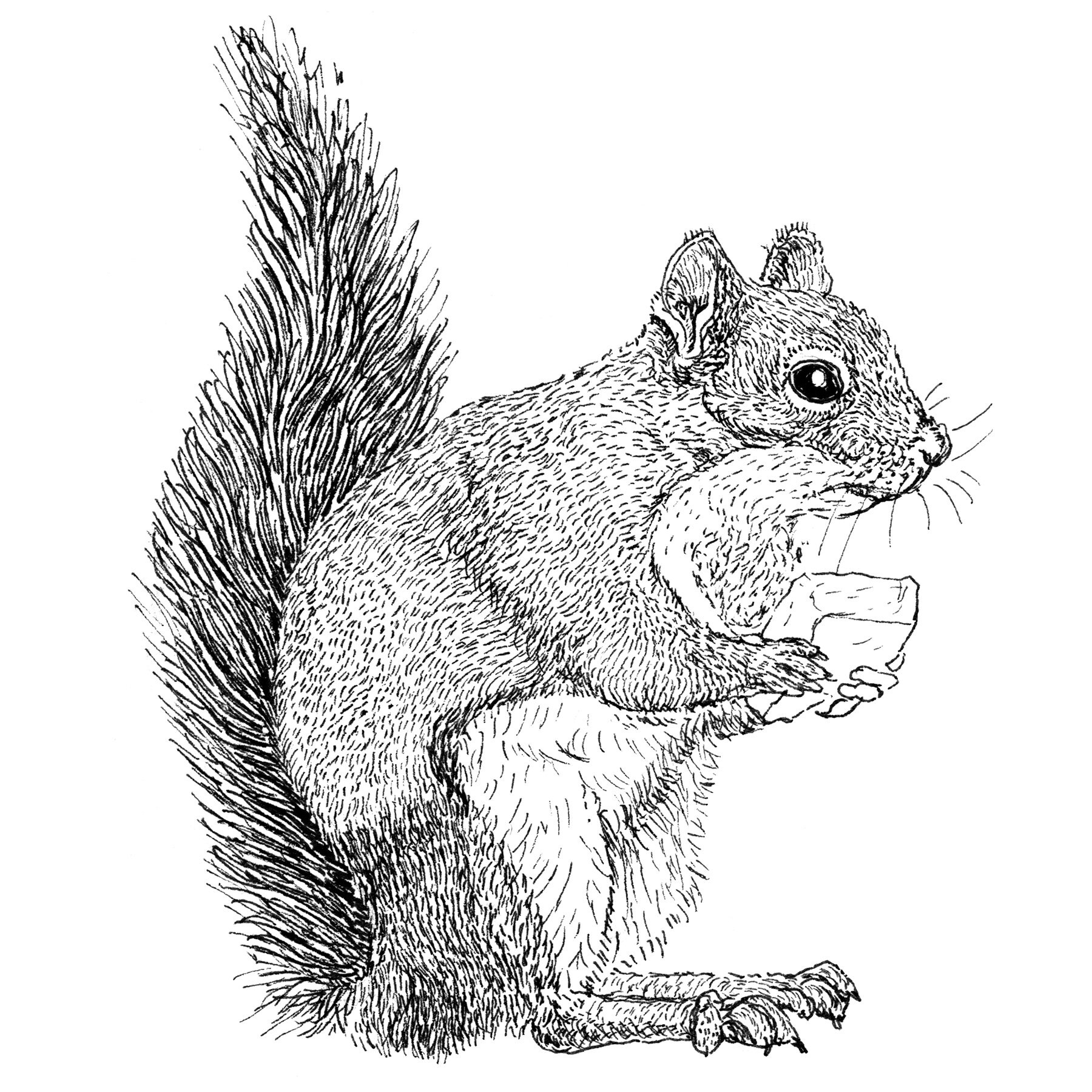 Chicory Squirrel Art - Etsy UK