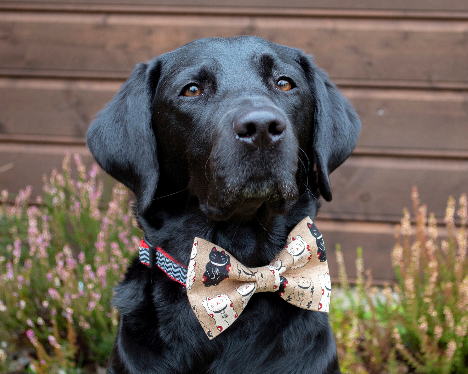 Large Dog Bow Tie - Lucky Cats. Pet Collar Accessory - Etsy
