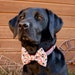 Small Dog Bow Tie Playing Card Pips Pet Collar Accessory - Etsy
