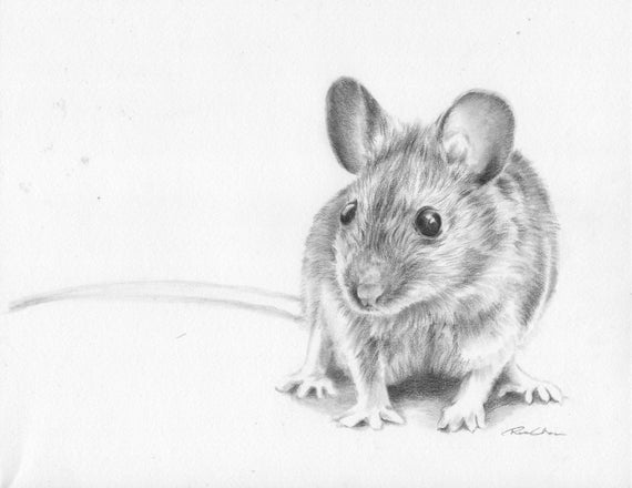 Field Mouse Drawing