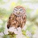 Owl Painting Original Oil Art for Home Decor Owls Painting by Sara Bach ...