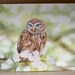Owl Painting Original Oil Art for Home Decor Owls Painting by Sara Bach ...