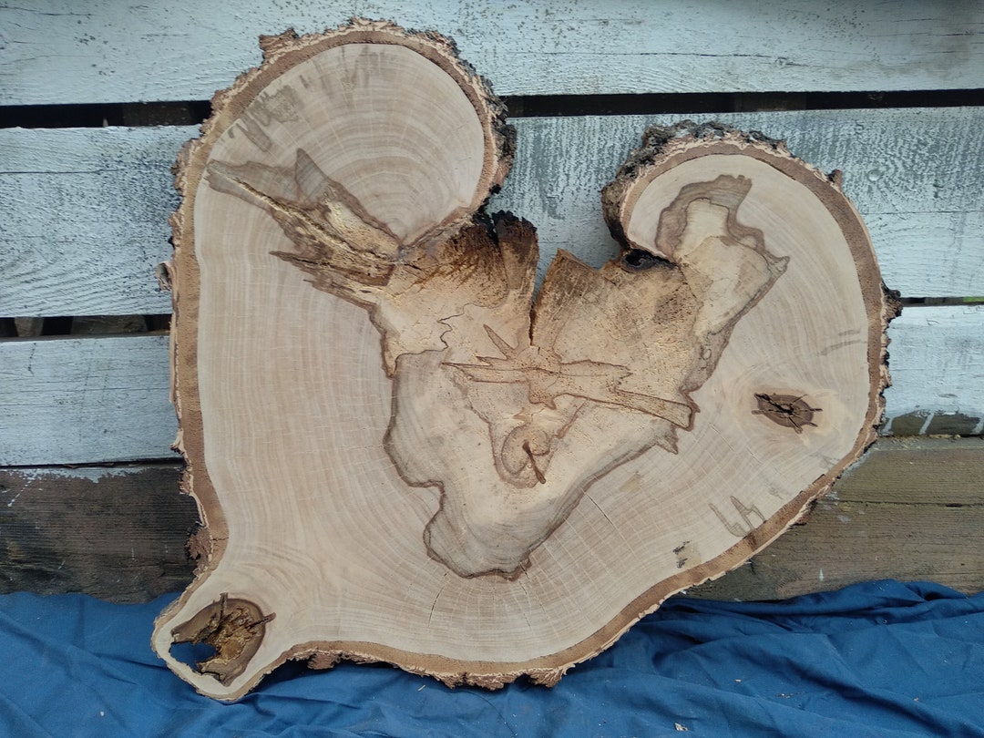 Large Birch Wood Slice, Live Edge Cookie Round Slice, Extra Large Wood ...