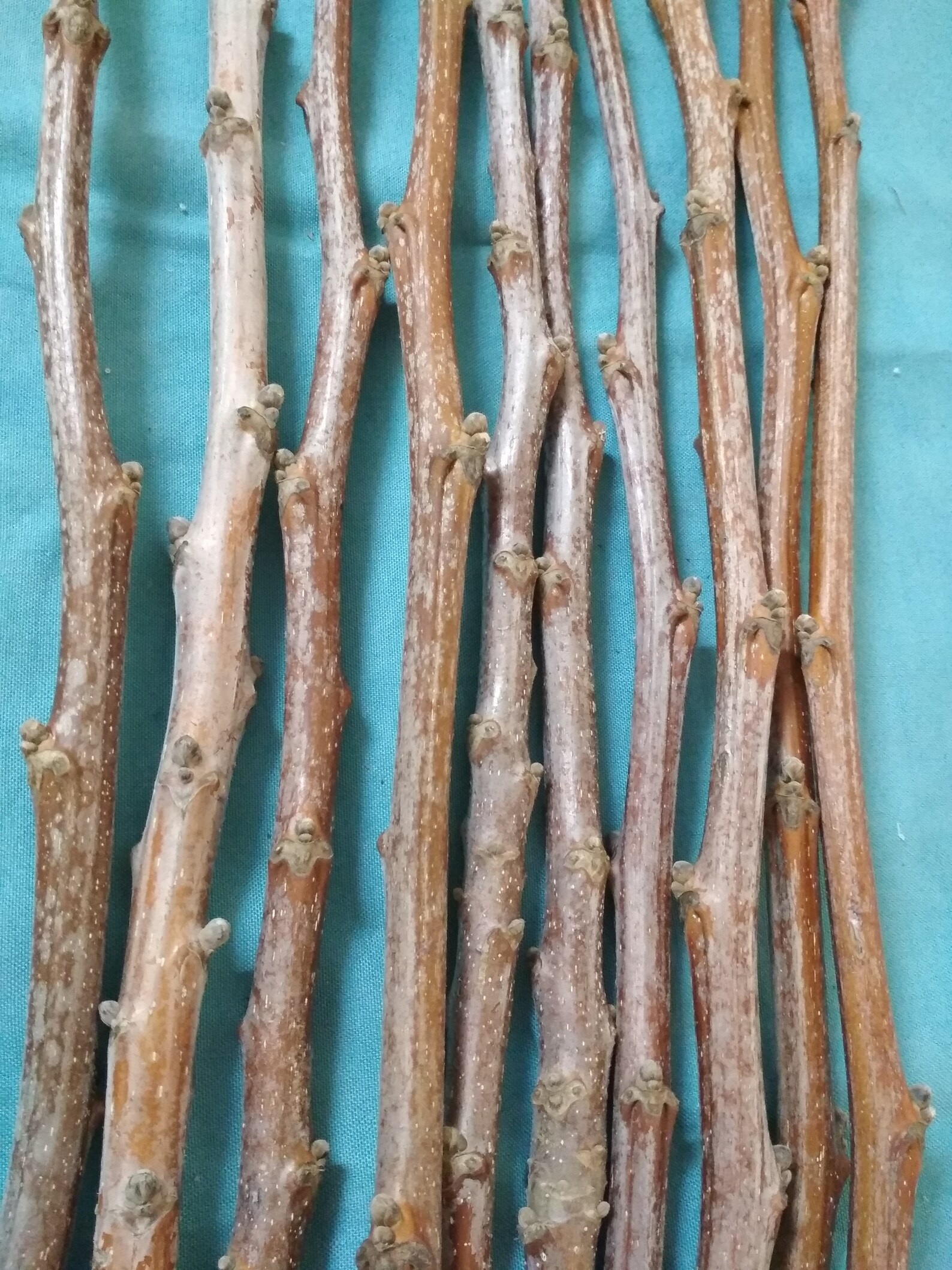 Dried Sticks Ornaments Twigs and Branch Natural Supply | Etsy