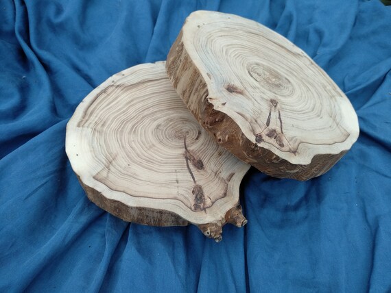 Live Edge Slice Elm Wood Elm Log Slice Wood Center Piece - Etsy