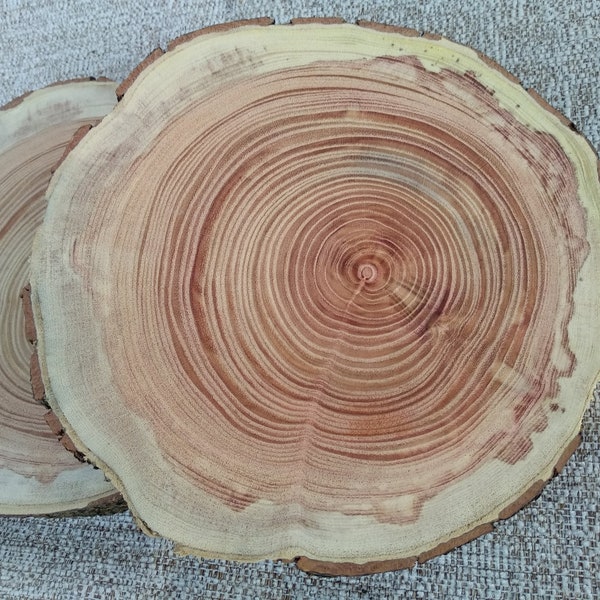 Tree Branch Slices - Etsy