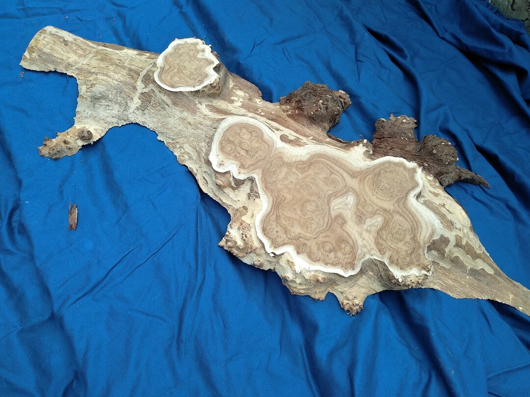 30 Curly Burl Olive Wood Slab Wood Slab Wall Art Olive - Etsy