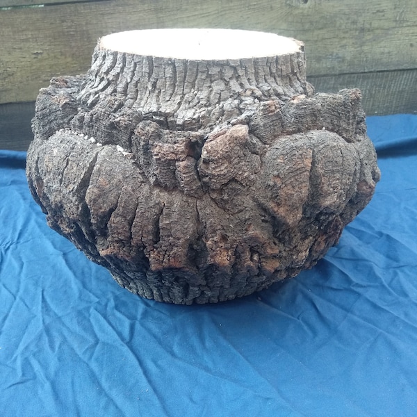 Burl Root - Etsy