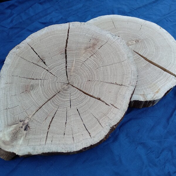 Tree Slices - Etsy