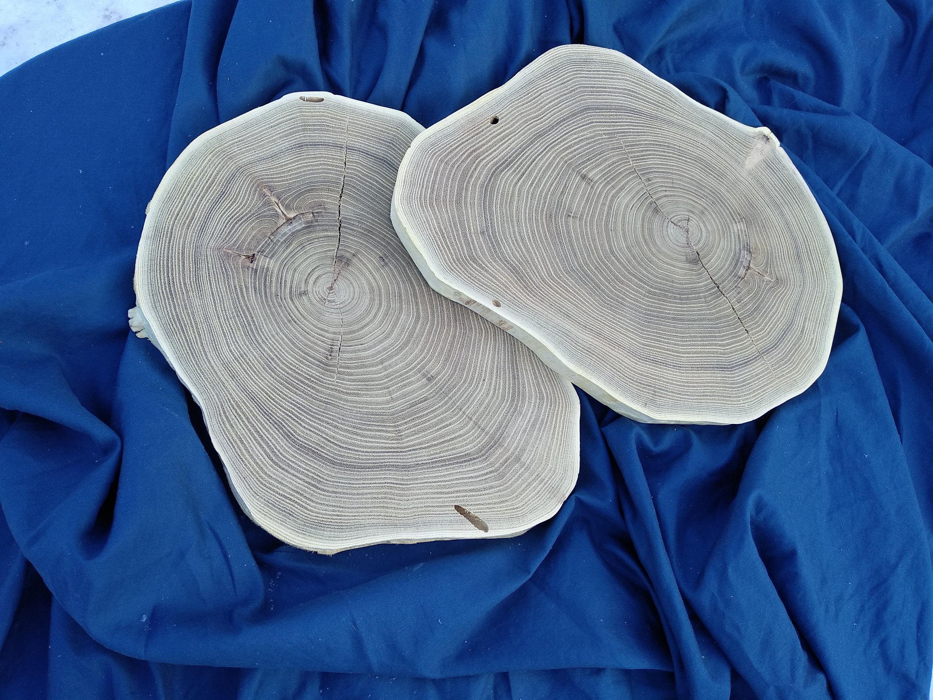 Acacia Log Log Slice Large Pieces of Wood Acacia Wood | Etsy