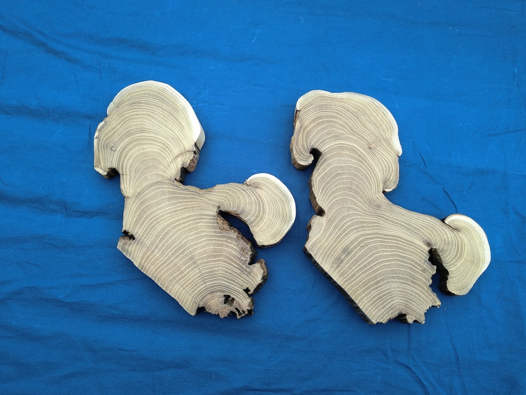 SET 2x10'' Curly Acacia Irregular Tree Slices for DIY - Etsy