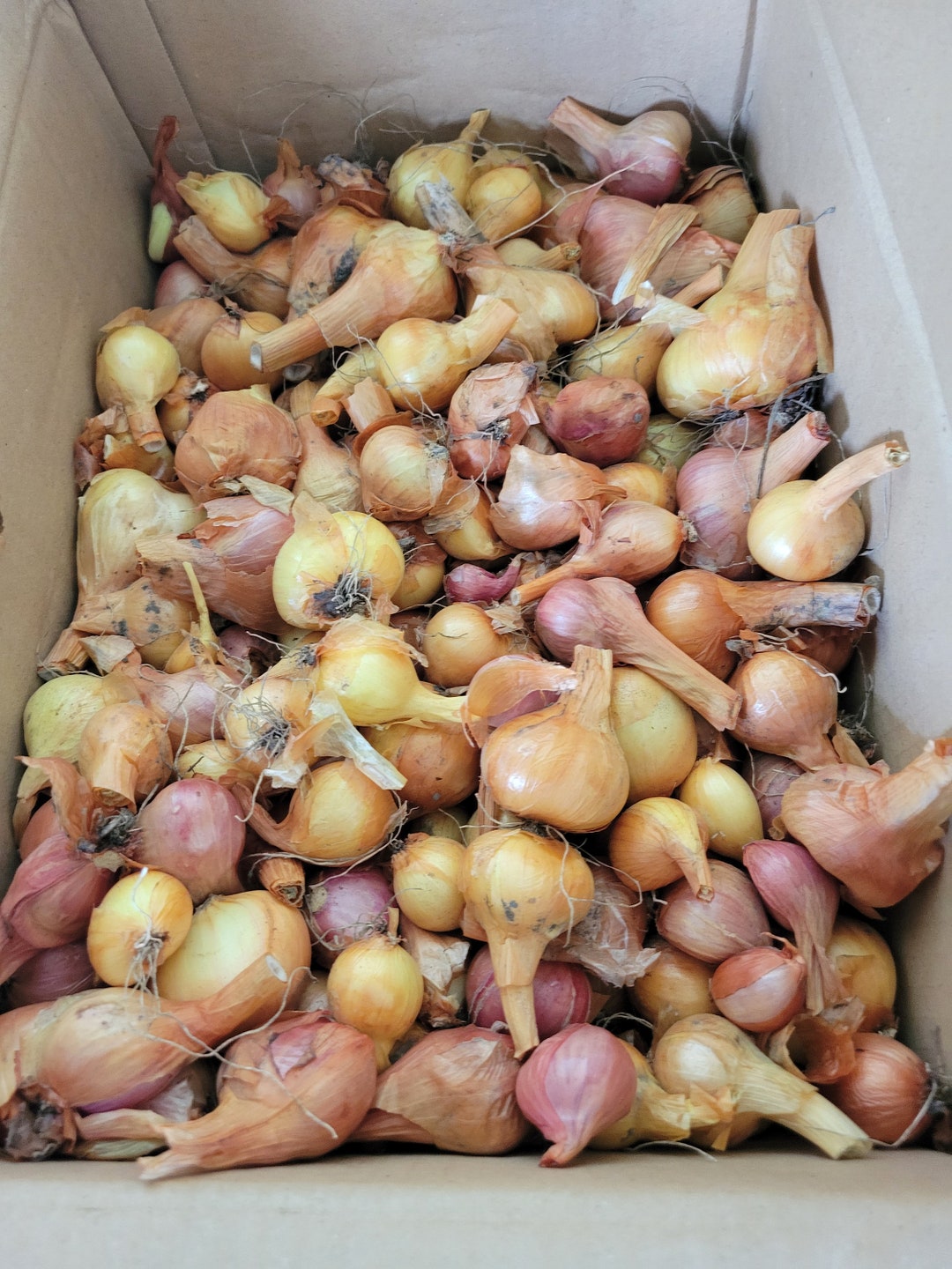 Shallots French Grey & Dutch Yellow - Etsy