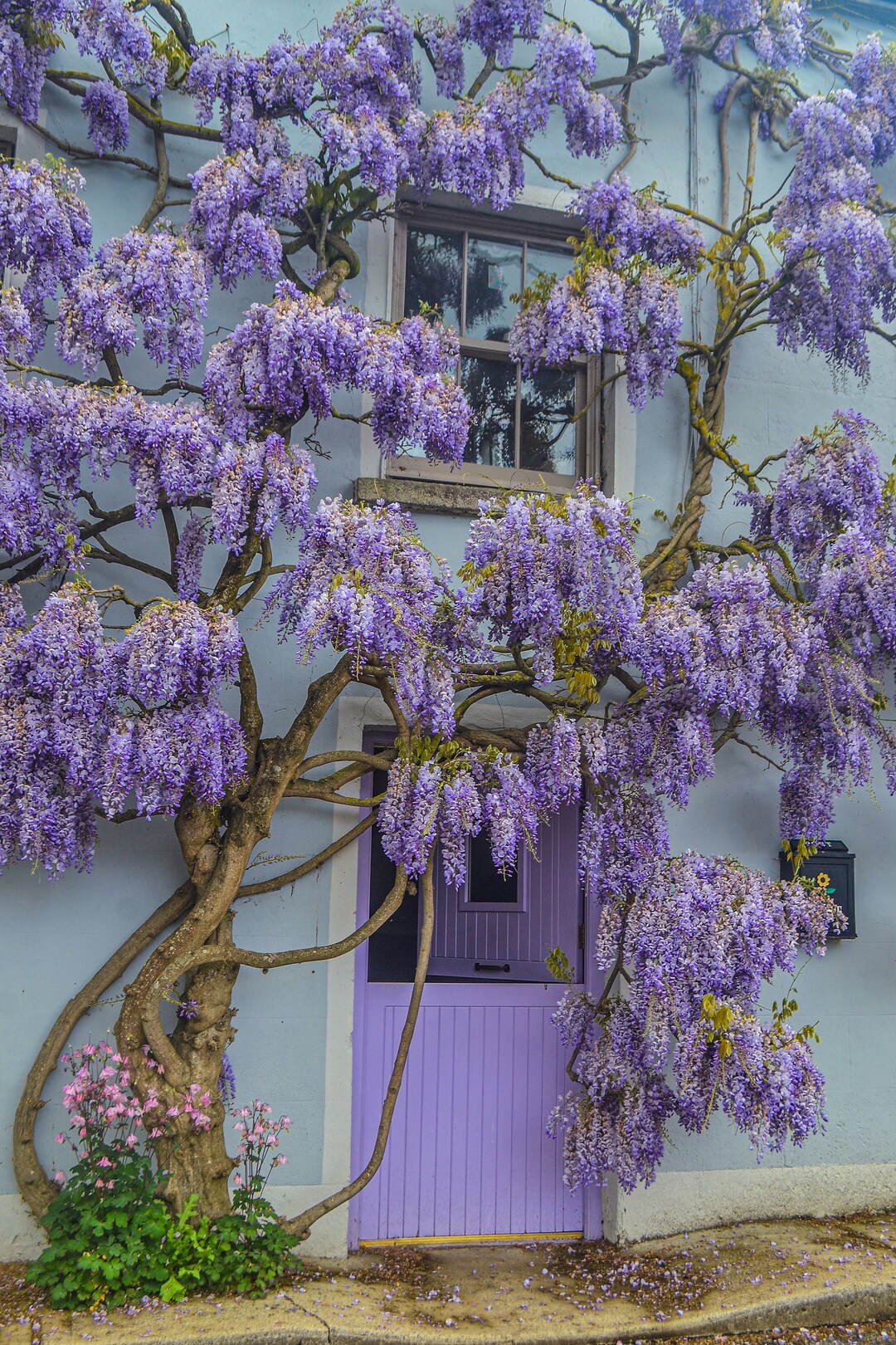 Wisteria House - Etsy