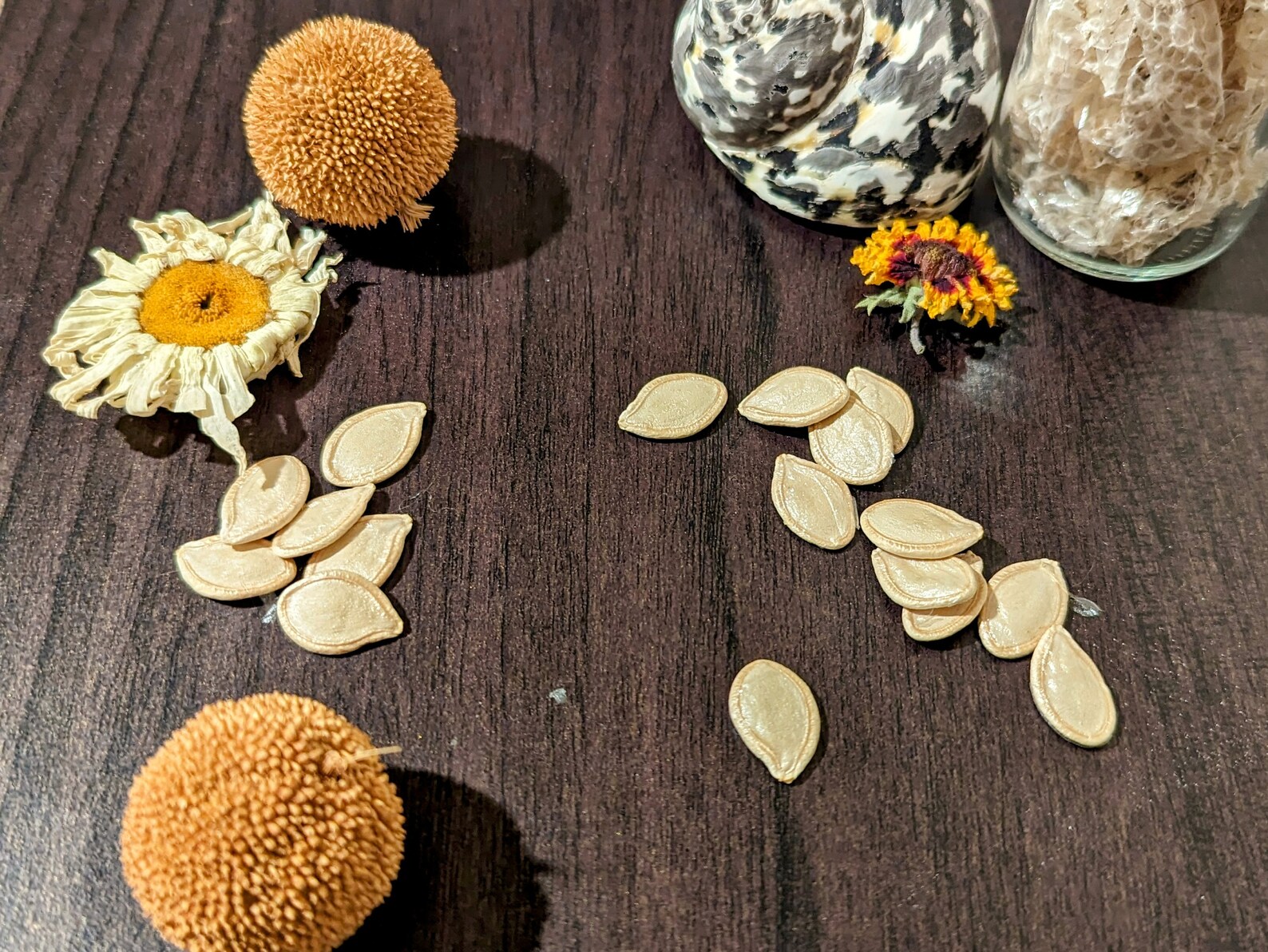 Traditional Three Sisters Crop Seeds | Decorative Corn and Squash Seeds ...