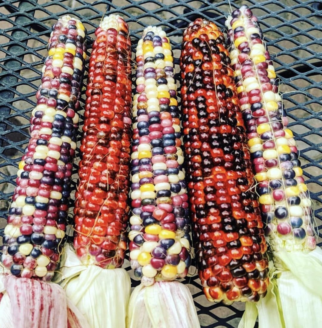 Traditional Three Sisters Crop Seeds | Decorative Corn and Squash Seeds ...