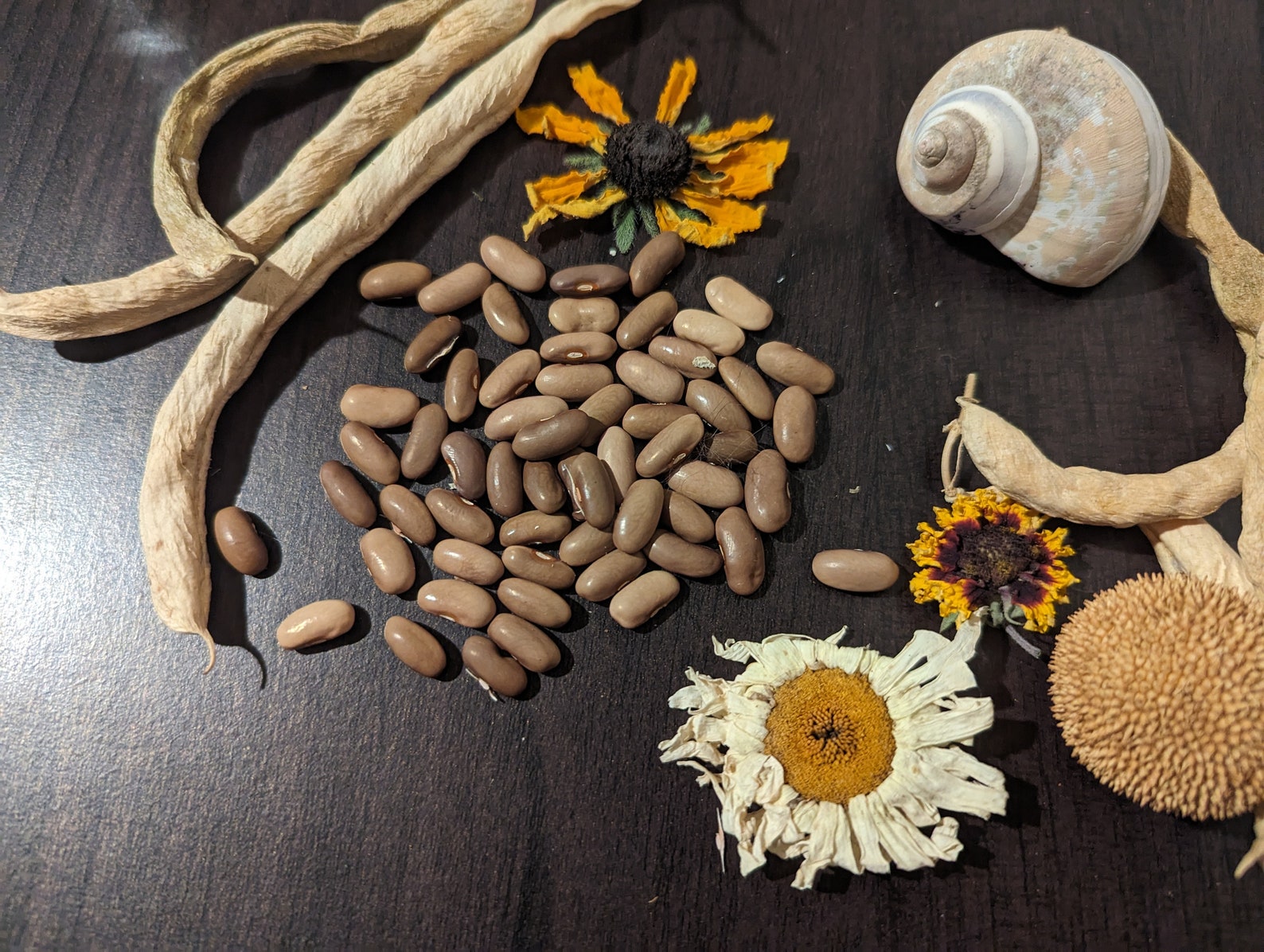 Traditional Three Sisters Crop Seeds | Decorative Corn and Squash Seeds ...