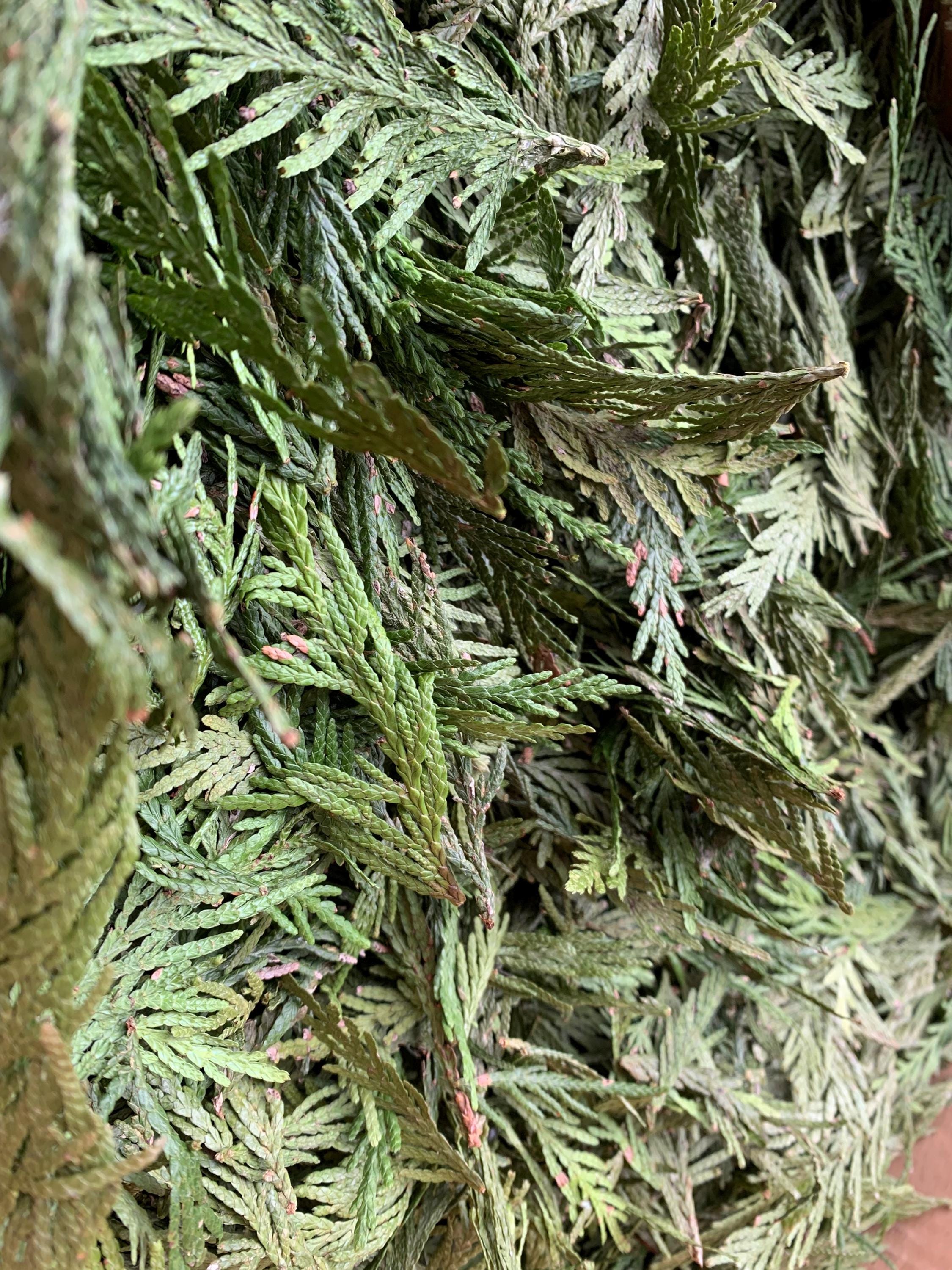Dried Cedar Leaf - Etsy