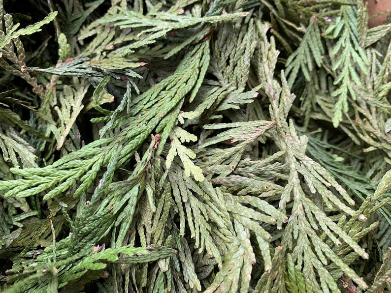 Dried Cedar Leaf - Etsy
