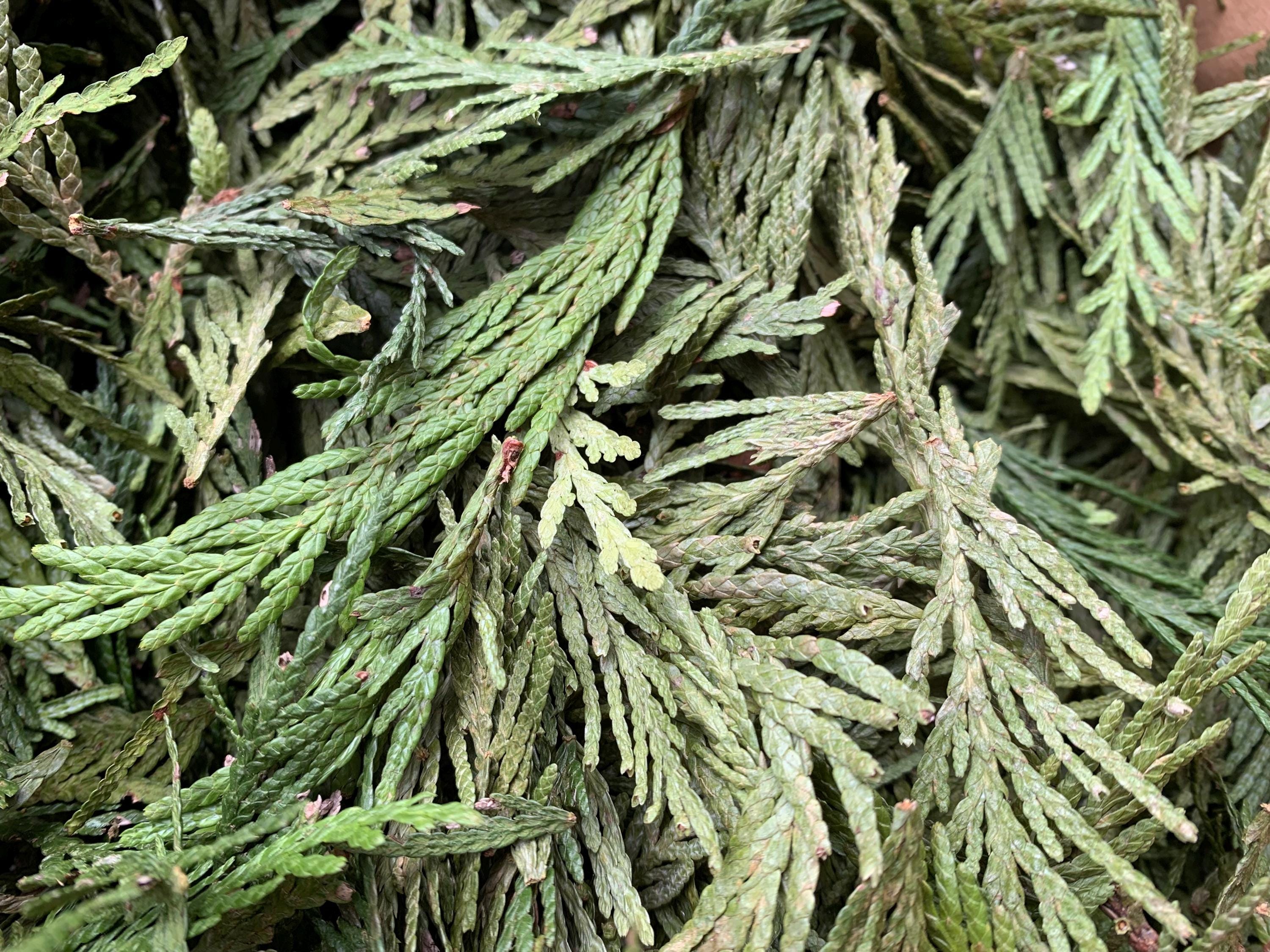Dried Cedar Leaf - Etsy
