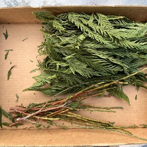 Dried Cedar Leaf - Etsy