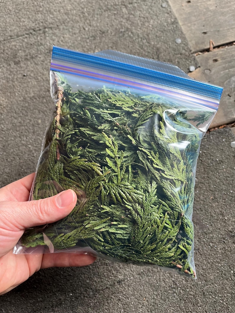 Dried Cedar Leaf - Etsy