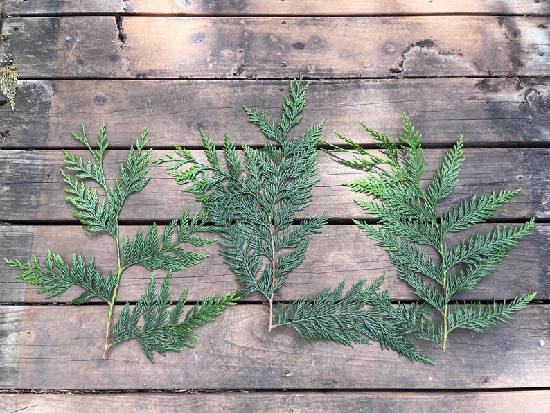 Wildcrafted Cedar Boughs - Etsy