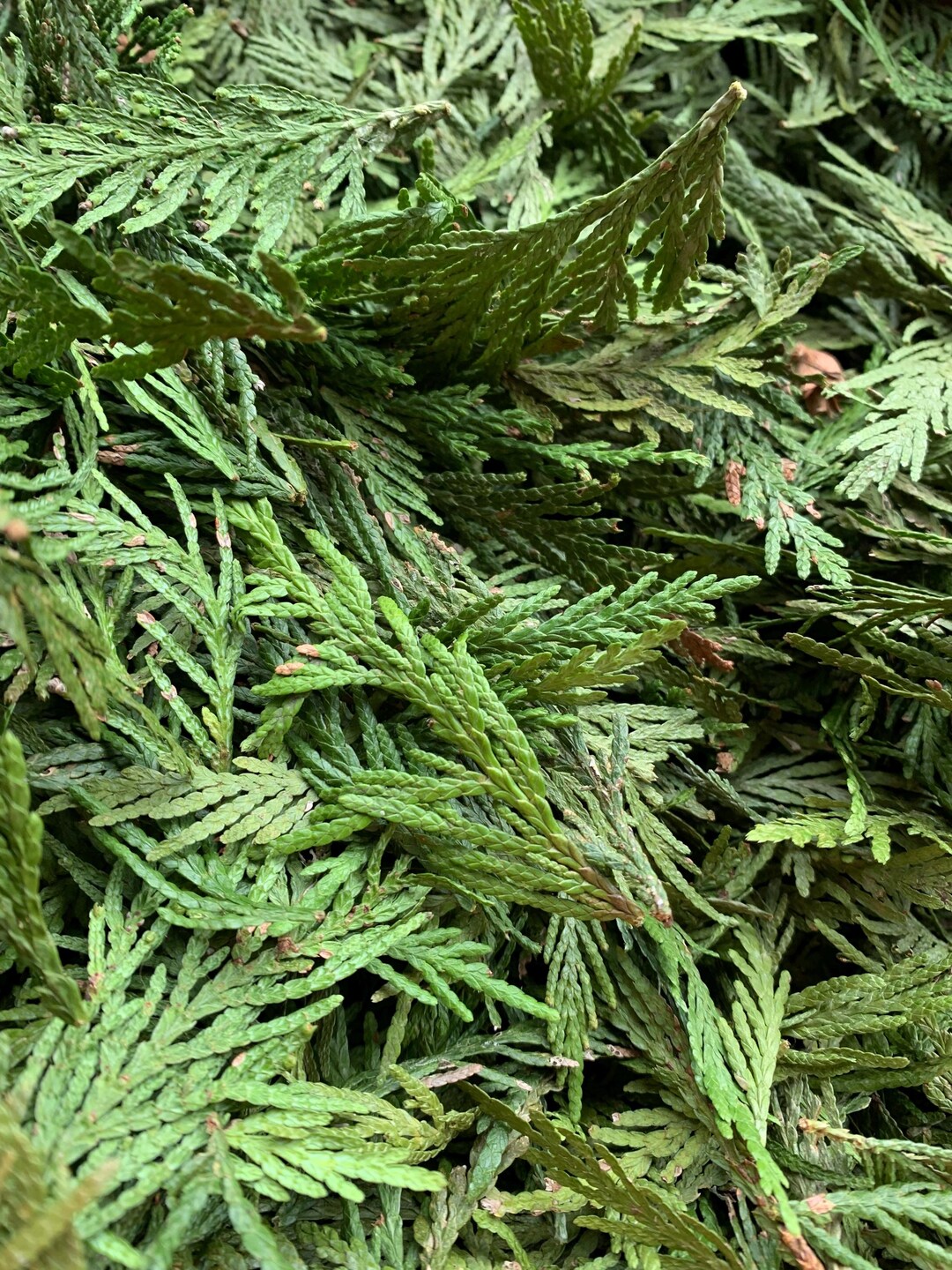 Dried Cedar Leaf - Etsy