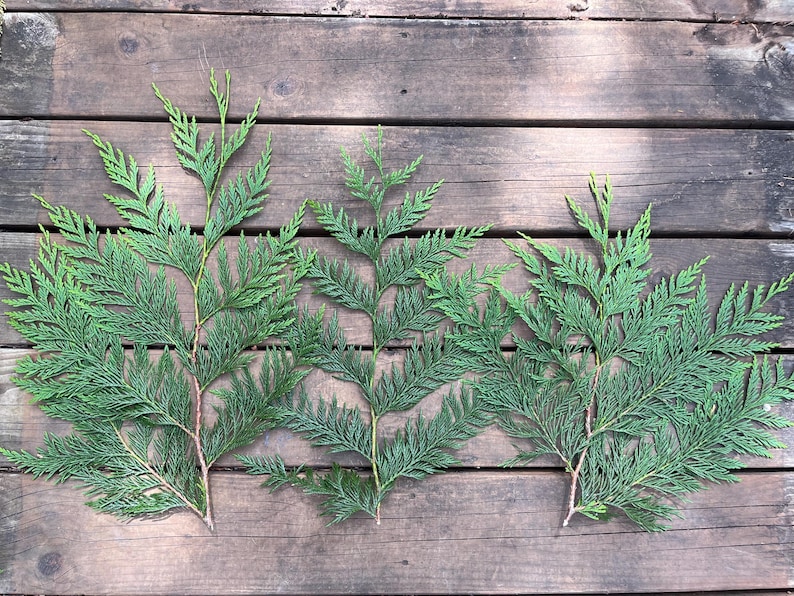 Wildcrafted Cedar Boughs - Etsy