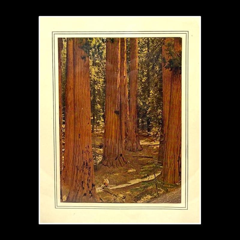 Redwood Print - Etsy