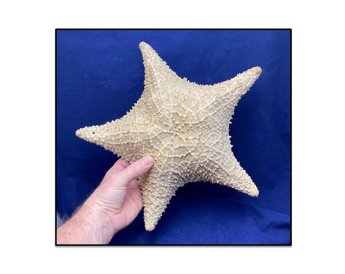 Giant Cushion Seastar (oreaster Reticulatus), Dried Starfish, 12.75 ...
