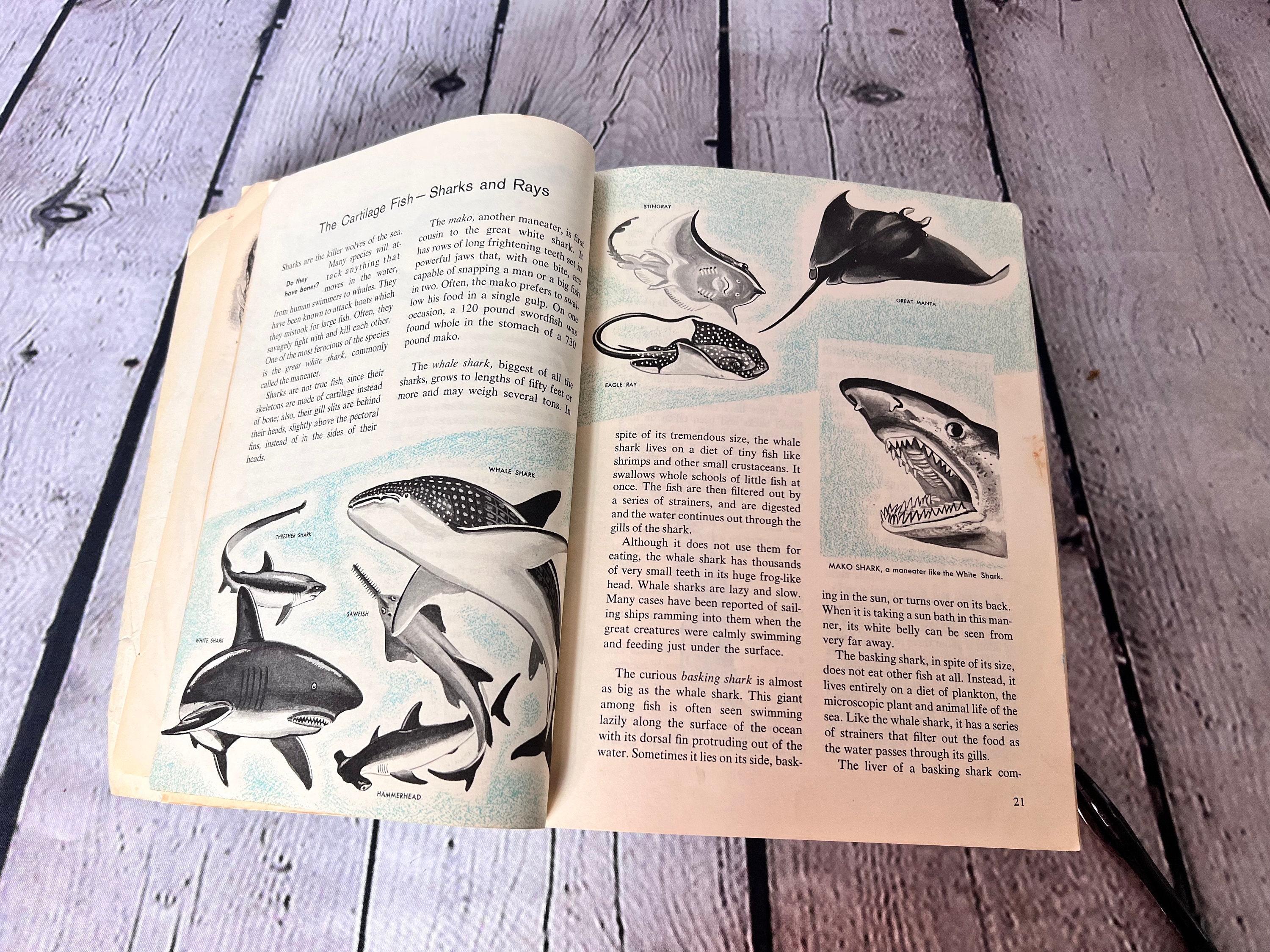Vintage the How and Why Wonder Book of Fish 1975 - Etsy