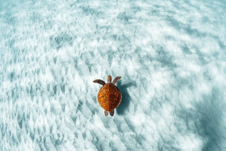 Handmade Photographic Prints Turtle, Drone, Water Photography,gold ...