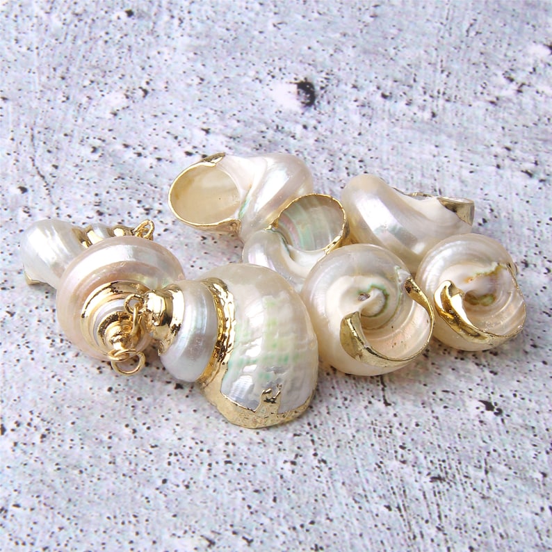 5/10/20pcs Natural Sea Shells Cowrie Shell Gold Plated Shell - Etsy
