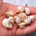 5/10/20pcs Natural Sea Shells Cowrie Shell Gold Plated Shell - Etsy