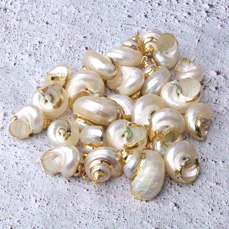 5/10/20pcs Natural Sea Shells Cowrie Shell Gold Plated Shell | Etsy